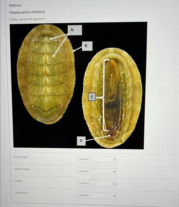 Solved Mollusca Polyplacophora (chitons) Chiton, preserved | Chegg.com