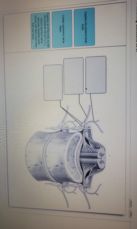 Solved Supplies The Posterior Body Trunk Contain Autonomic Chegg