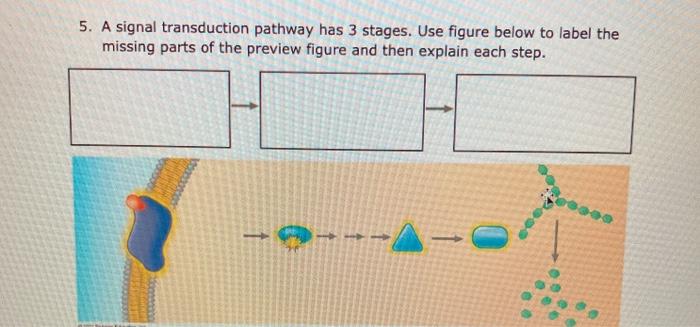 Solved 5. A signal transduction pathway has 3 stages. Use | Chegg.com