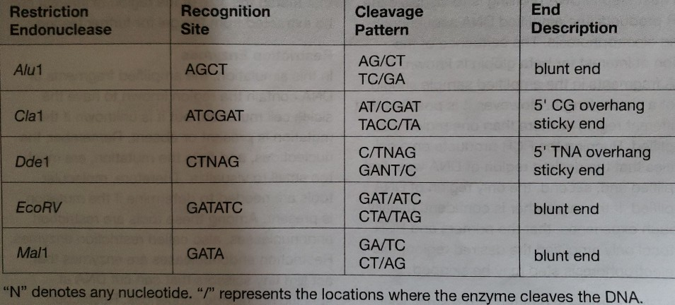 Solved terozy po DNA Globin Marker Wild Type Beta Globin | Chegg.com