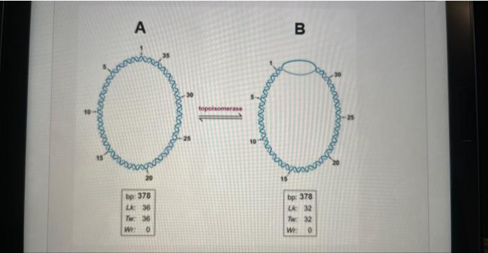 Solved Plasmid A is in the relaxed state. In the reaction | Chegg.com