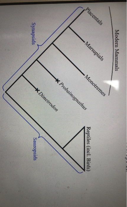Using the information given below, draw the Synapsid | Chegg.com