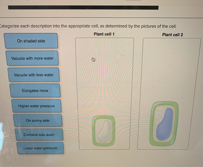 Solved Categorize each description into the appropriate | Chegg.com
