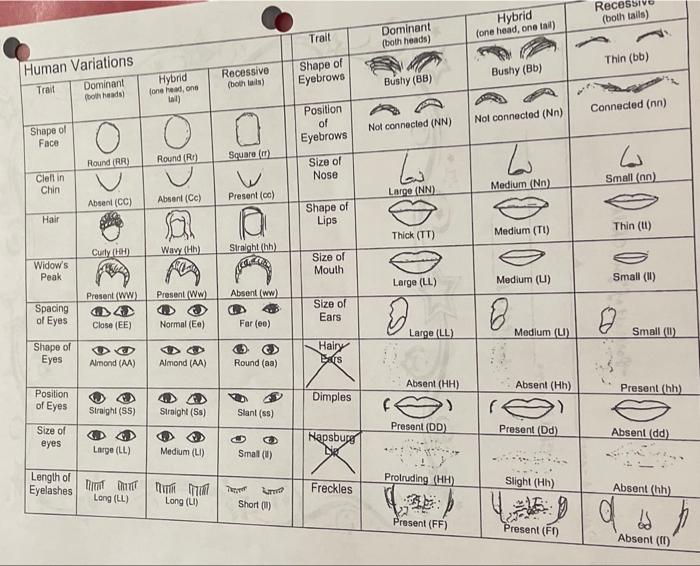 Solved Human Variation Lab Name: Have you ever wondered why | Chegg.com