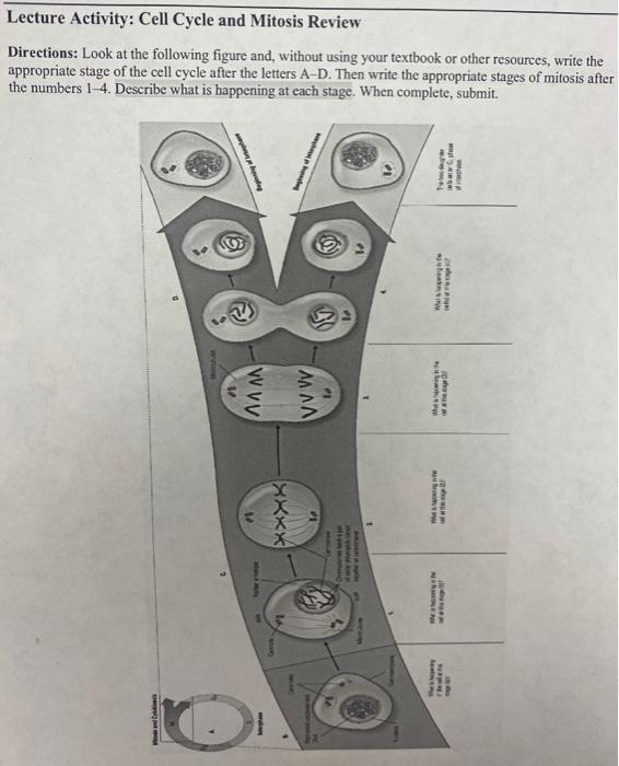 Solved Lecture Activity: Cell Cycle and Mitosis Review | Chegg.com