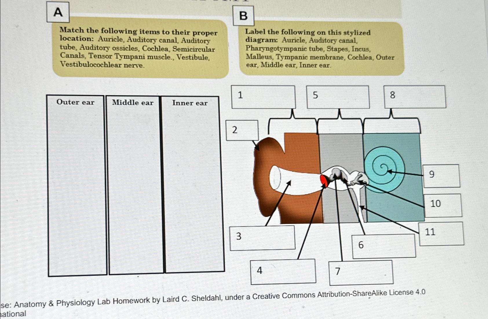 Solved AMatch the following items to their proper location: | Chegg.com