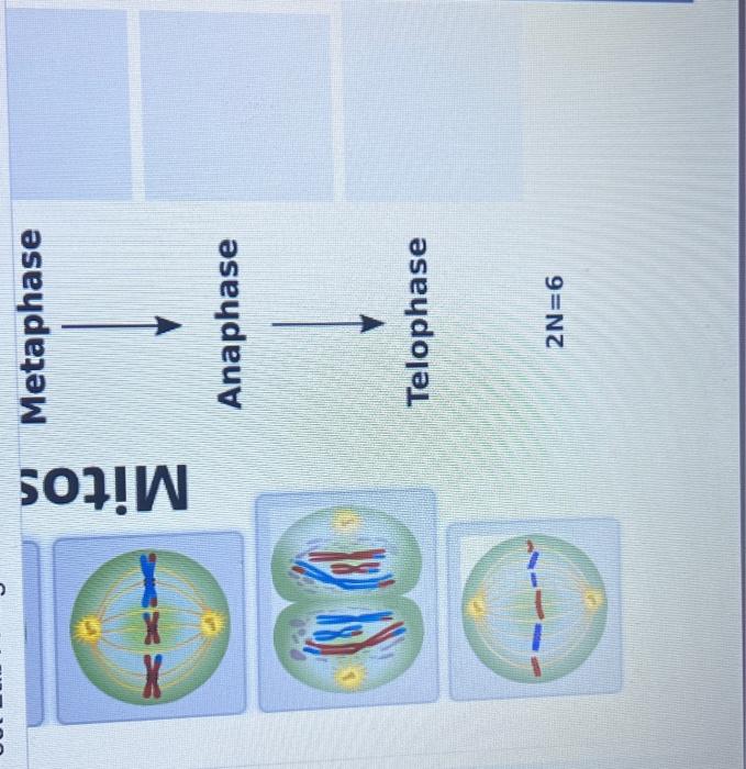 Solved Mitosis versus MeiosisPost Lab Assignment MEIOSIS | Chegg.com