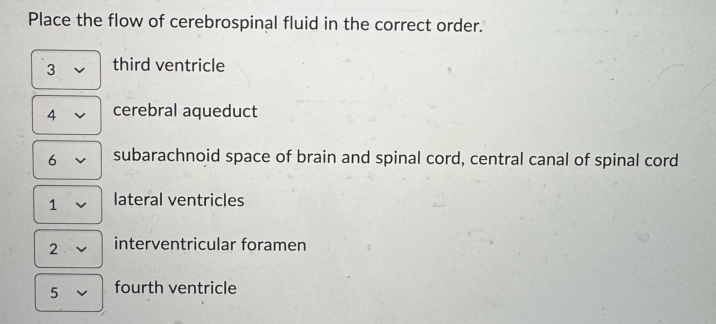 Solved Place the flow of cerebrospinal fluid in the correct | Chegg.com