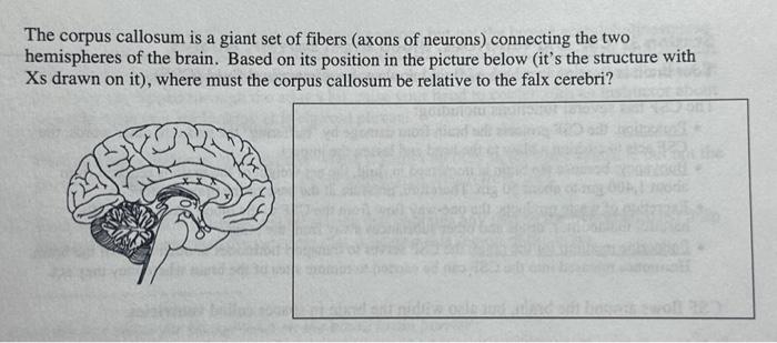Solved The corpus callosum is a giant set of fibers (axons | Chegg.com
