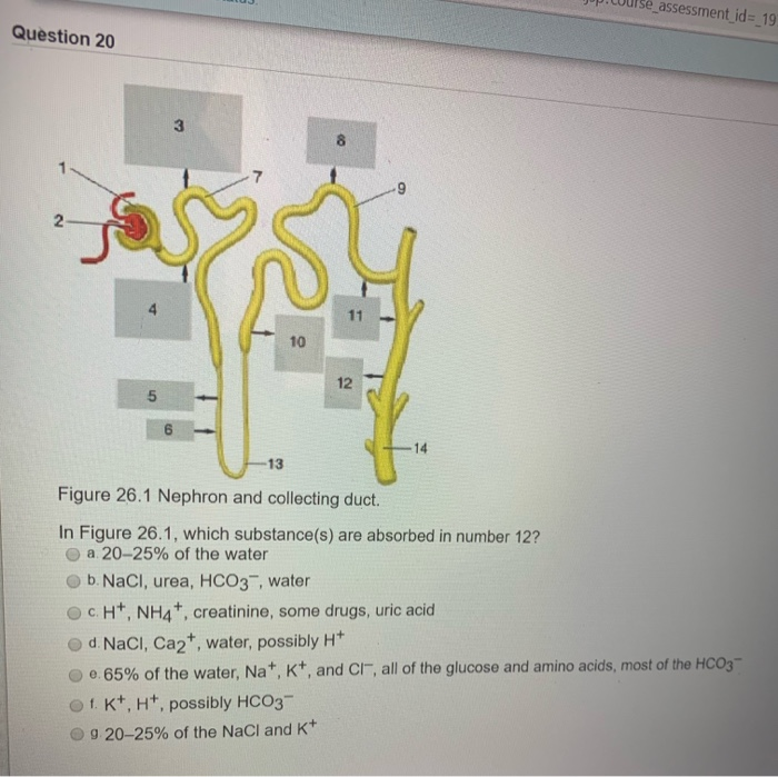 Solved Question 9 Figure 26.1 Nephron and collecting duct In | Chegg.com