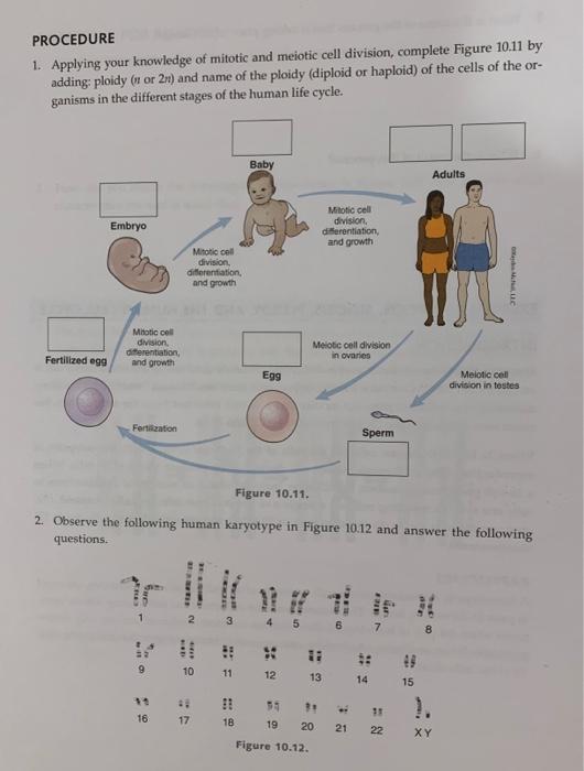 Solved EXERCISE 4. MITOSIS, MEIOSIS, PLOIDY, AND THE HUMAN | Chegg.com