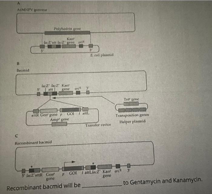 Solved Recombinant bacmid will be to Gentamycin and | Chegg.com