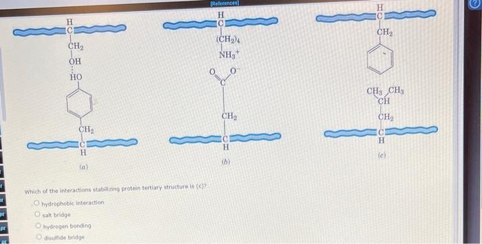 Solved Which of the interactions stabilizing protein | Chegg.com