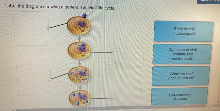 Solved Label the diagram showing a generalized viral life | Chegg.com