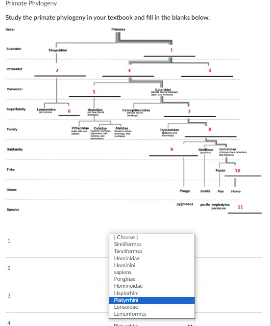 Solved Primate PhylogenyStudy the primate phylogeny in your | Chegg.com