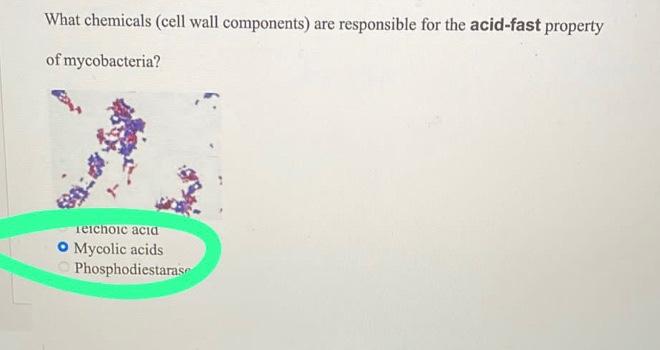 Solved What is achieved by flaming the inoculating | Chegg.com