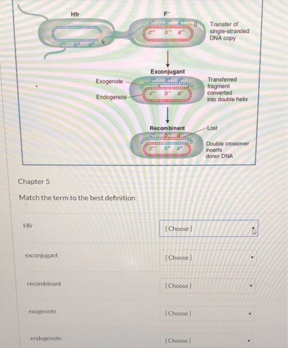 Solved Hir Transfer of single-stranded DNA Copy Exconjugant | Chegg.com