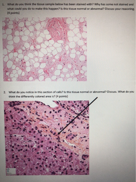 Solved 1. What do you think the tissue sample below has been | Chegg.com