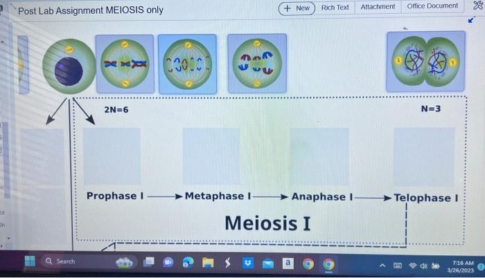 Solved Mitosis versus MeiosisPost Lab Assignment MEIOSIS | Chegg.com