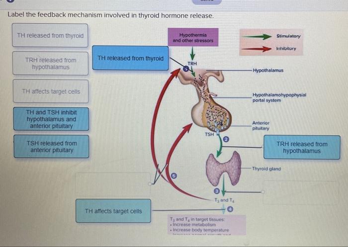Solved Label the feedback mechanism involved in thyroid | Chegg.com