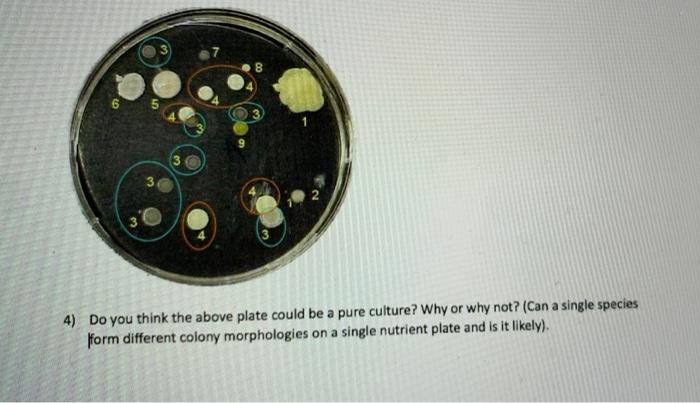 Solved 4) Do you think the above plate could be a pure | Chegg.com