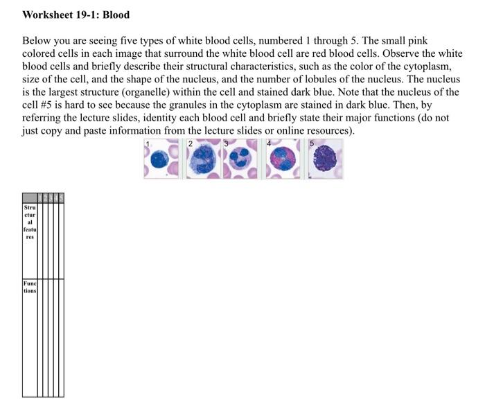 Solved Worksheet 19-1: Blood Below you are seeing five types | Chegg.com