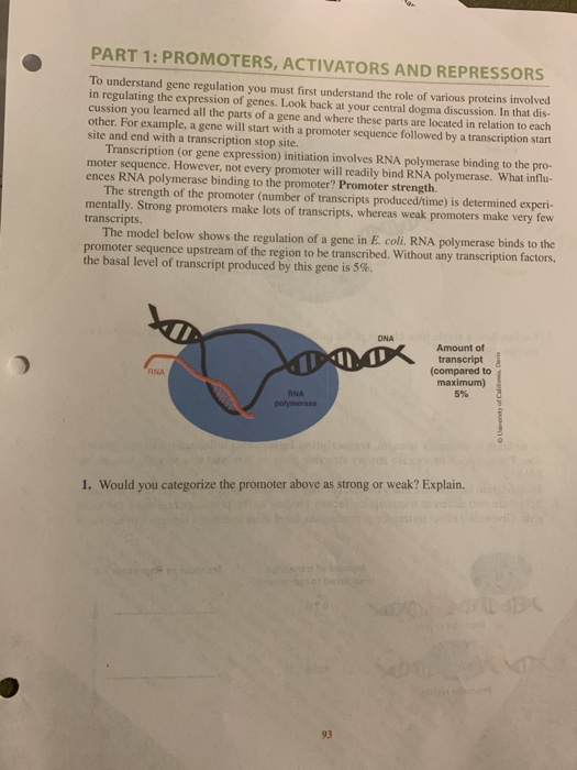 Solved: Strong And Weak Promoters Are Only Different In Th... | Chegg.com