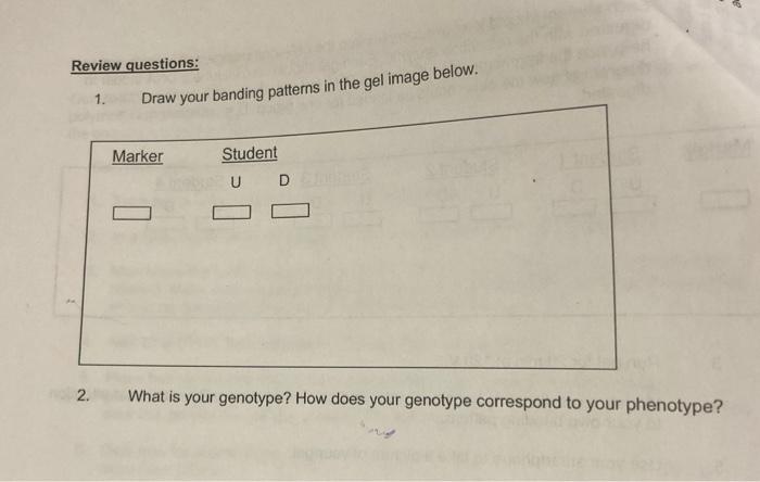 eview questions: 1. Draw your banding patterns in the | Chegg.com