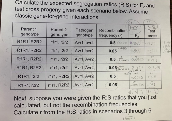Solved Calculate the expected segregation ratios (R:S) for | Chegg.com