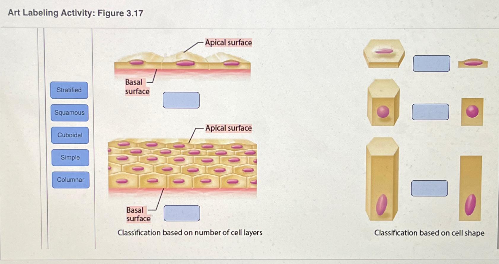 Solved Art Labeling Activity: Figure 3.17Classification | Chegg.com