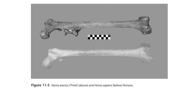 5 Compare the two femora (Homo erectus from Trinil, | Chegg.com