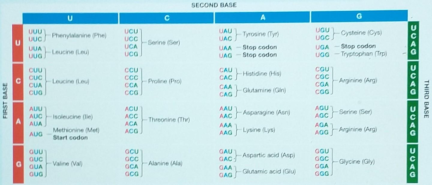 Solved Below is a portion of an eron from a gene that | Chegg.com