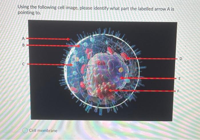 Solved Using the following cell image, please identify what | Chegg.com