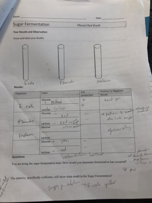 Solved Name Date 2/6/20 Starch Plate plate Your Results and | Chegg.com