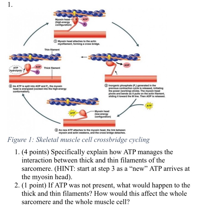 Solved 1. ADP Myosin head- (high-energy configuration) | Chegg.com