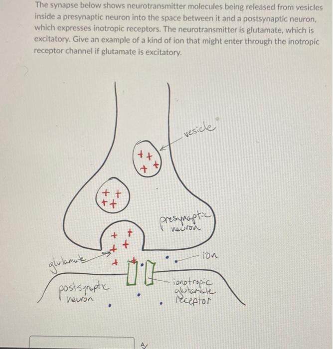 Solved The synapse below shows neurotransmitter molecules | Chegg.com
