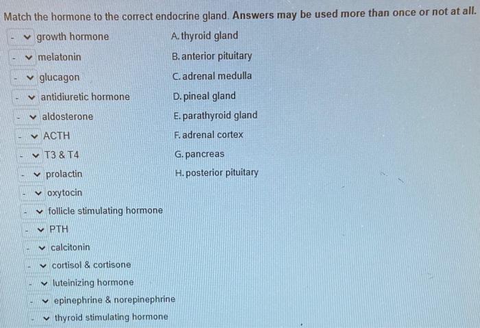 Solved Match the horome to the correct endocrine gland. | Chegg.com