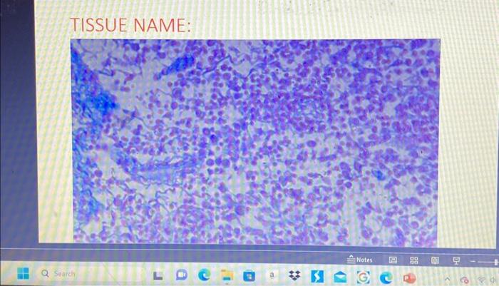 Solved TISSUE NAME: TISSUE NAME: | Chegg.com