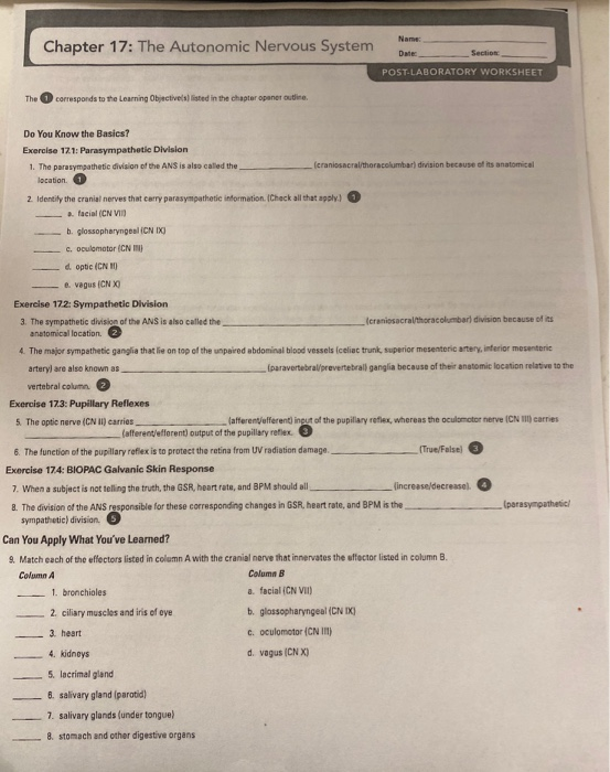 Solved Name Chapter 17: The Autonomic Nervous System Date | Chegg.com