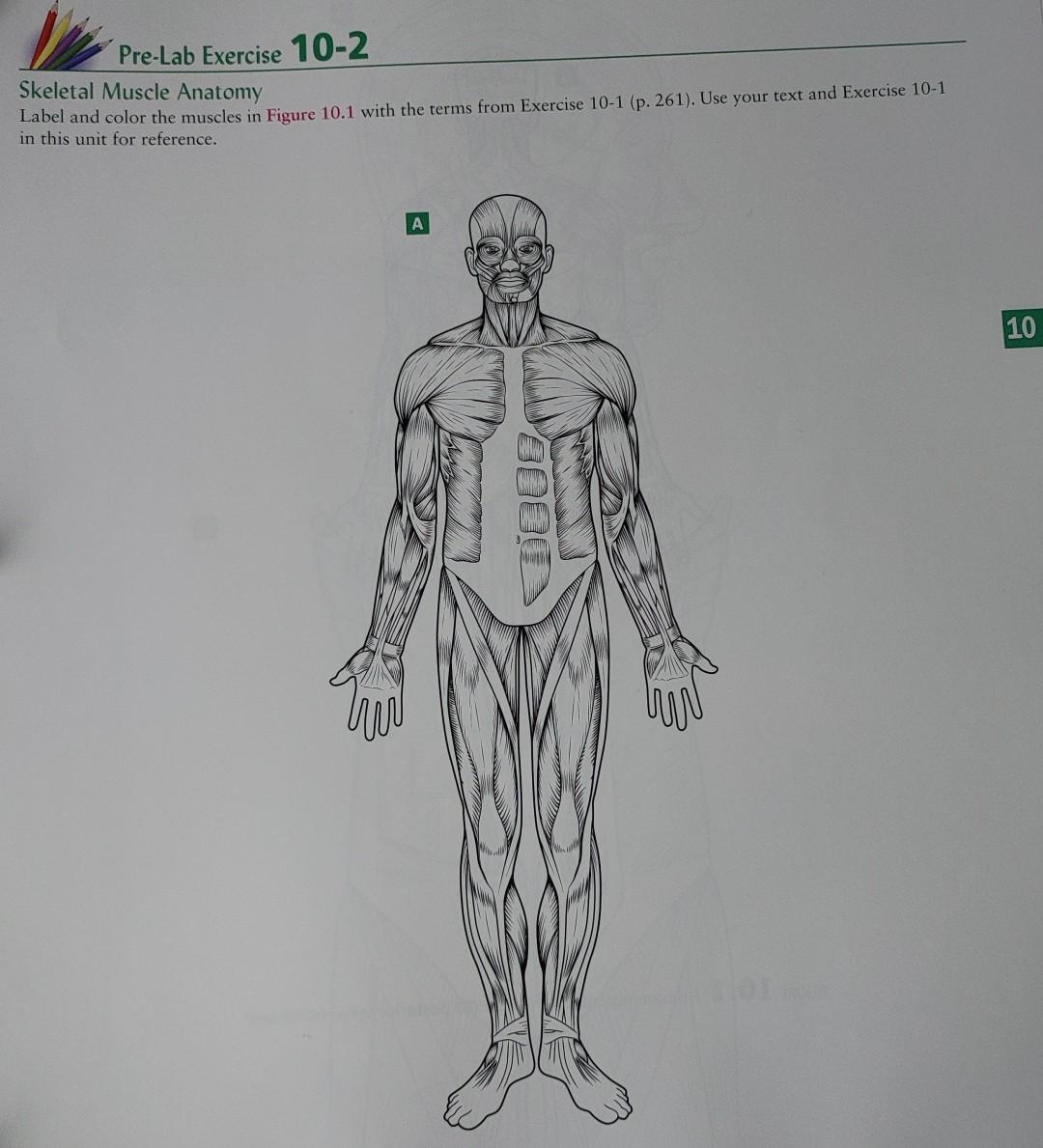 Pre-Lab Exercise 10-2 Skeletal Muscle Anatomy Label | Chegg.com