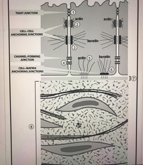 Solved TIGHT JUNCTION actin actin CELL-CELL ANCHORING | Chegg.com