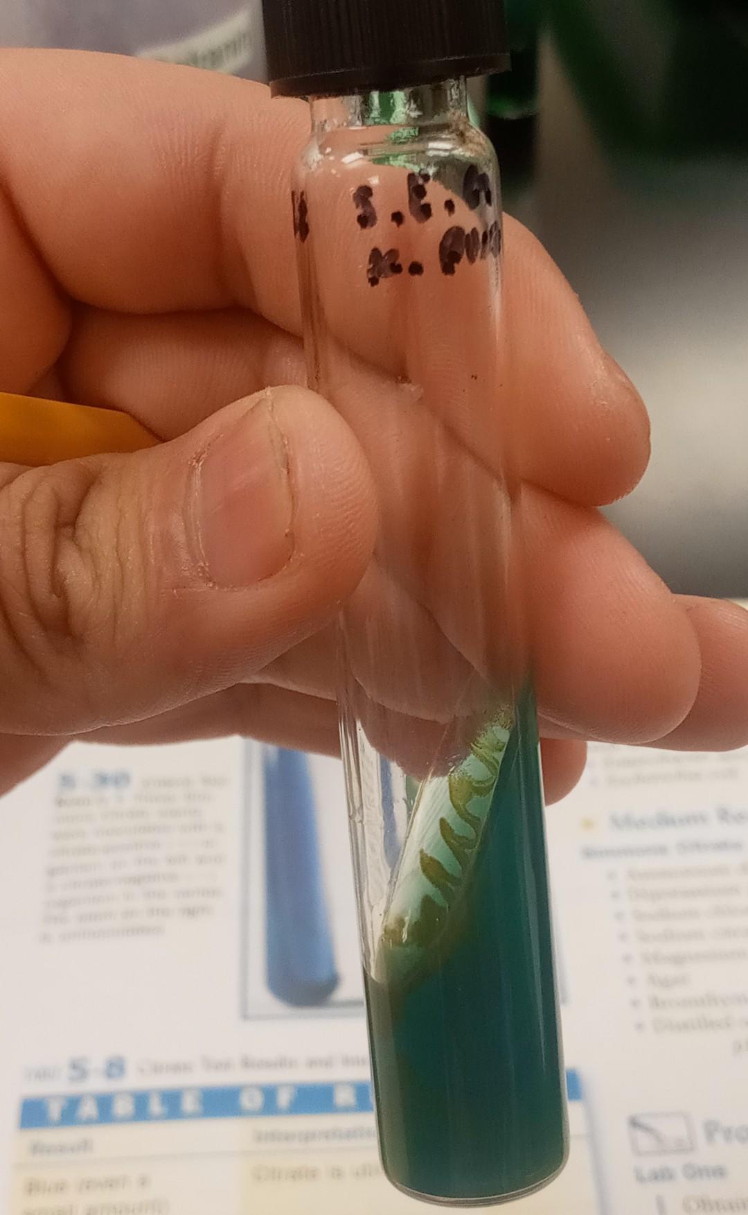 Solved OBSERVATIONS AND INTERPRETATIONS Using Table 5-8 as a | Chegg.com