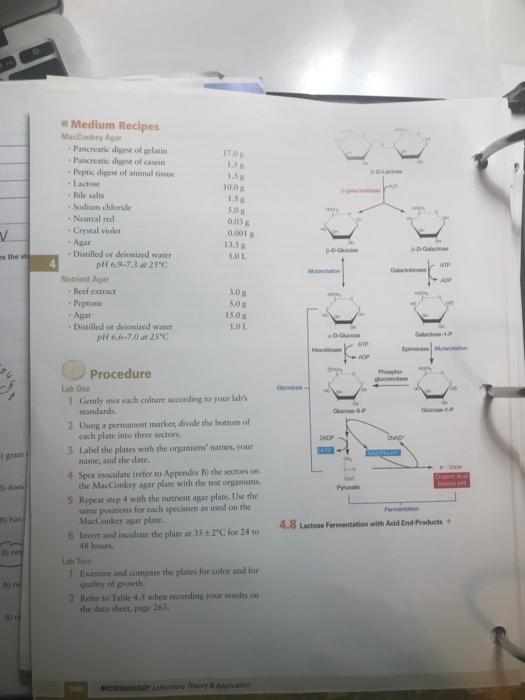 Selective and Differential Media Assignment Worksheet | Chegg.com