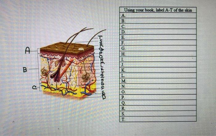Solved π \begin{tabular}{|l|} \hline Using your book, label | Chegg.com