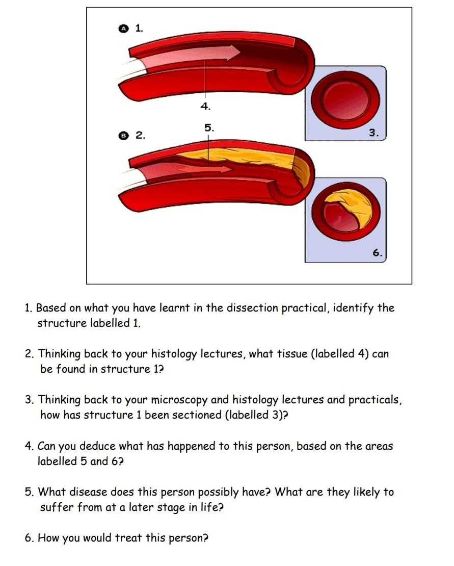 Solved 1. Based on what you have learnt in the dissection | Chegg.com