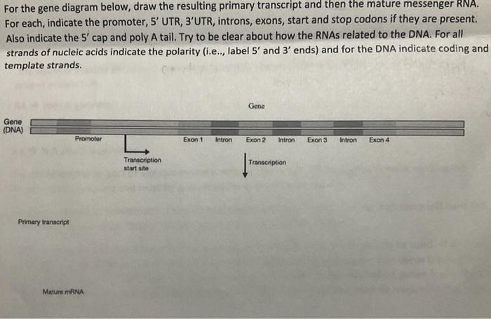 Solved For the gene diagram below, draw the resulting | Chegg.com
