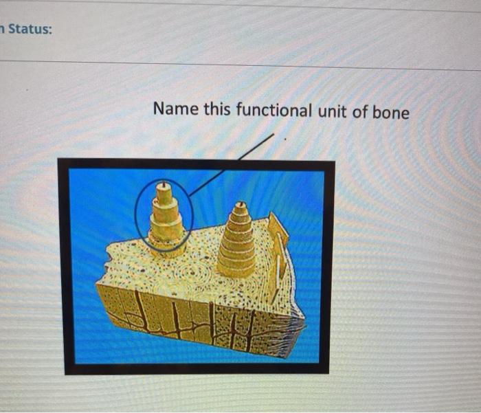Solved Status: Name this functional unit of bone | Chegg.com