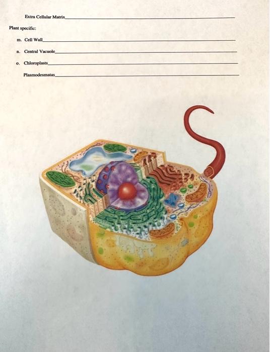 Solved Cell Structure Review: Relate a function (i.e. | Chegg.com