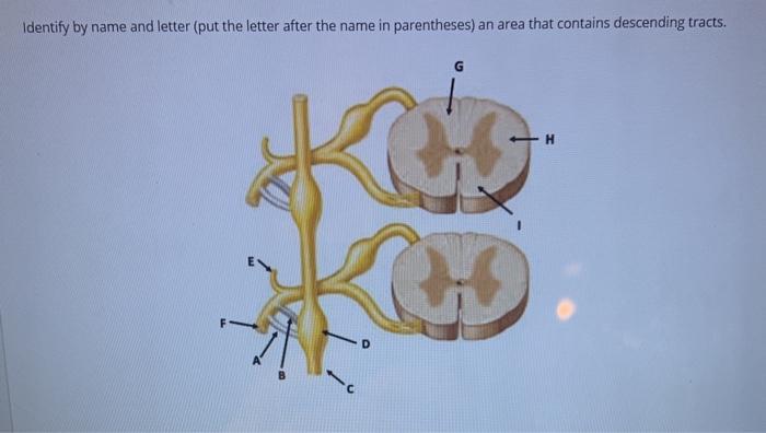 Solved Identify the structure highlighted in green. | Chegg.com
