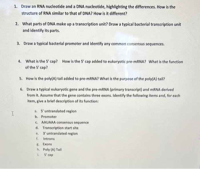Solved 1. Draw an RNA nucleotide and a DNA nucleotide, | Chegg.com